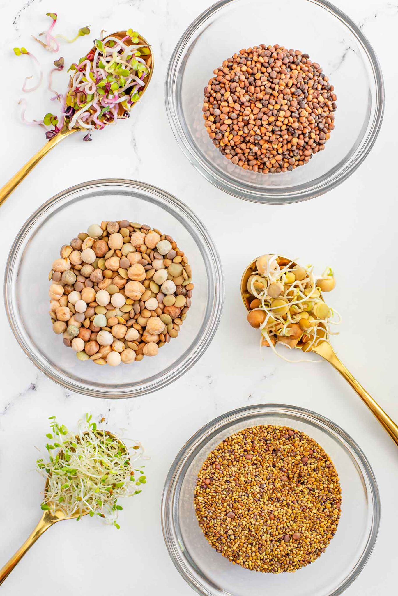 How To Grow Sprouts At Home • Tasty Thrifty Timely