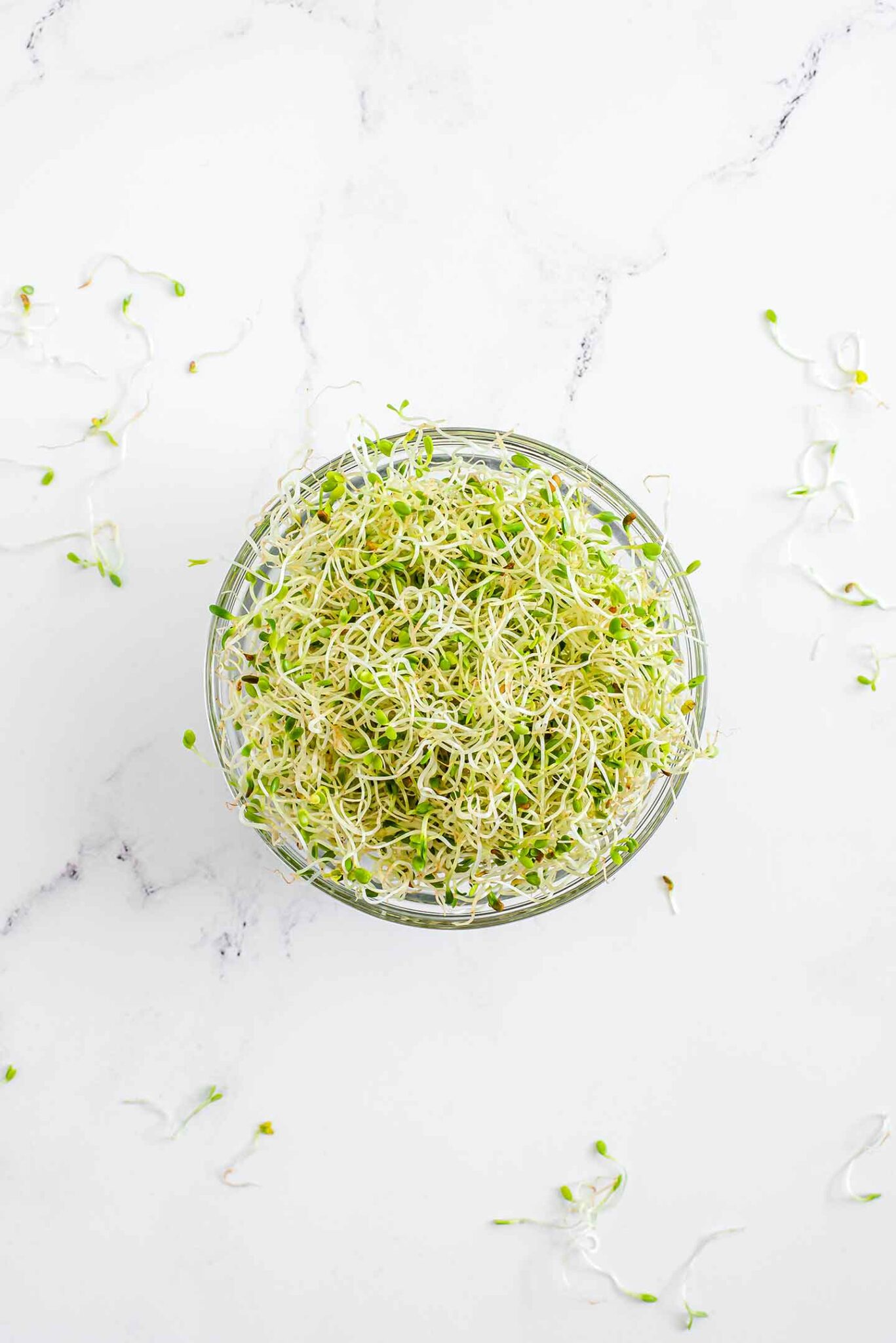 How To Grow Sprouts At Home • Tasty Thrifty Timely